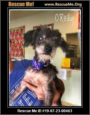 - Florida Yorkie Rescue - ADOPTIONS - Rescue Me!