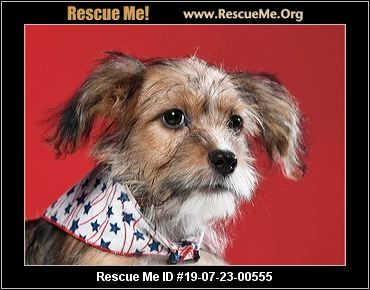 - Tennessee Lab Rescue - ADOPTIONS - Rescue Me!