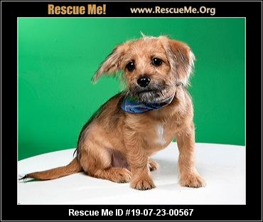 - Tennessee Lab Rescue - ADOPTIONS - Rescue Me!