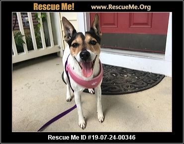 - Virginia Dog Rescue - ADOPTIONS - Rescue Me!