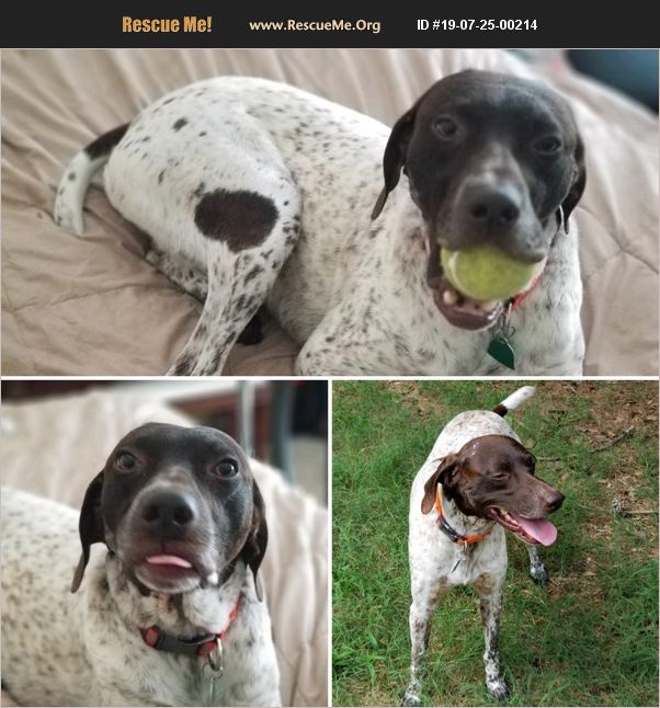 ADOPT 19072500214 ~ German Shorthaired Pointer Rescue ~ Gainesville, GA