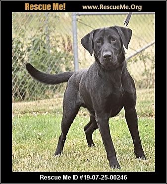 - Oregon Lab Rescue - ADOPTIONS - Rescue Me!