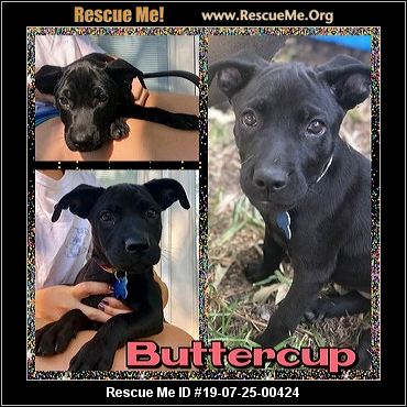 - Texas Lab Rescue - ADOPTIONS - Rescue Me!