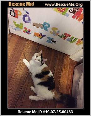 - Massachusetts Cat Rescue - ADOPTIONS - Rescue Me!