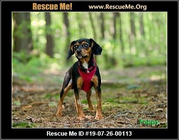 - Pennsylvania Beagle Rescue - ADOPTIONS - Rescue Me!