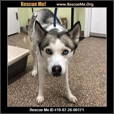 - Virginia Dog Rescue - ADOPTIONS - Rescue Me!