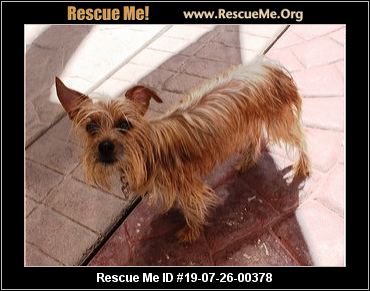 - Arizona Yorkie Rescue - ADOPTIONS - Rescue Me!
