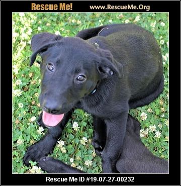 - Iowa Dog Rescue - ADOPTIONS - Rescue Me!
