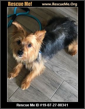 - Texas Yorkie Rescue - ADOPTIONS - Rescue Me!