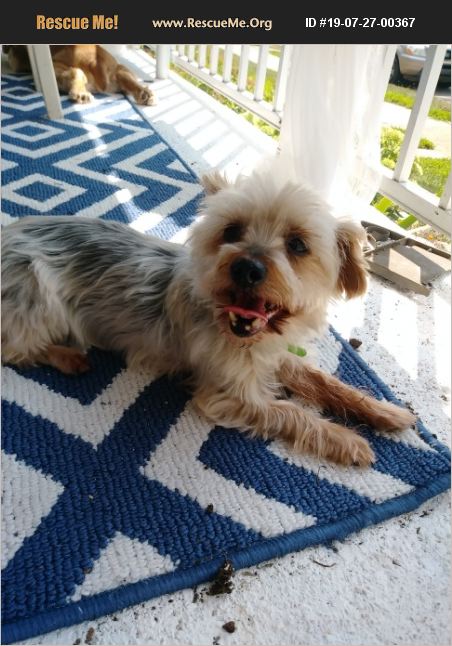 ADOPT 19072700367 ~ Yorkie Rescue ~ Wyandotte, MI