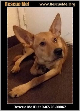 - Pennsylvania Lab Rescue - ADOPTIONS - Rescue Me!