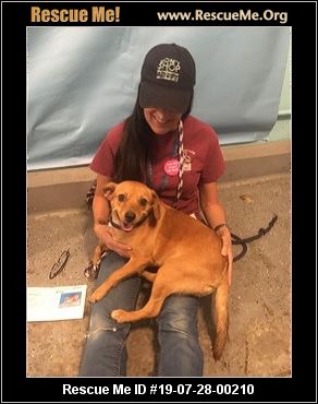 - California Dachshund Rescue - ADOPTIONS - Rescue Me!