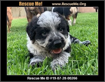 - California Poodle Rescue - ADOPTIONS - Rescue Me!