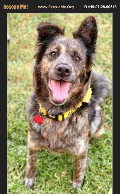 ADOPT 19072800316 ~ Australian Kelpie Rescue ~ Ontario, CA