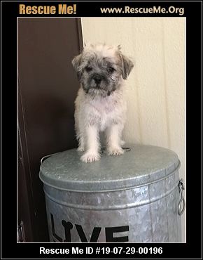 - California Poodle Rescue - ADOPTIONS - Rescue Me!