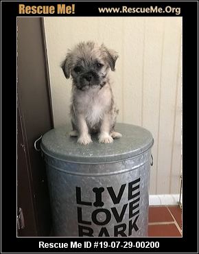 - California Poodle Rescue - ADOPTIONS - Rescue Me!