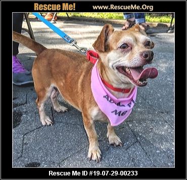 - New York Dog Rescue - ADOPTIONS - Rescue Me!
