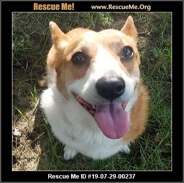- Michigan Dog Rescue - ADOPTIONS - Rescue Me!