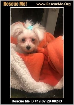 - Florida Maltese Rescue - ADOPTIONS - Rescue Me!