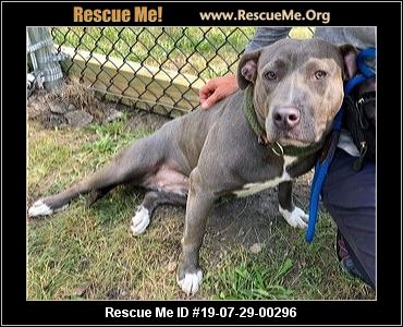 - Illinois Pit Bull Rescue - ADOPTIONS - Rescue Me!