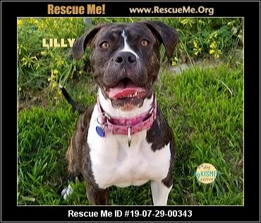 - California American Bulldog Rescue - ADOPTIONS - Rescue Me!