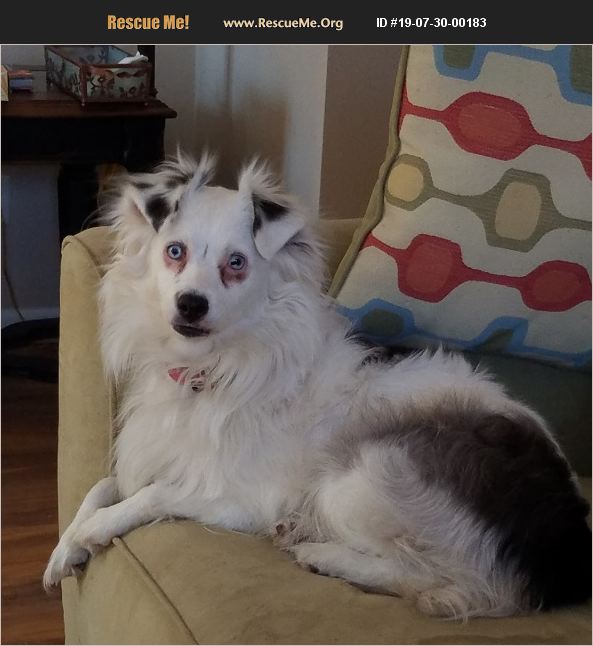 ADOPT 19073000183 ~ Australian Shepherd Rescue ~ Salem, OR