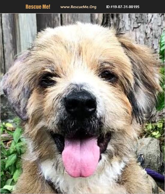 ADOPT 19073100195 ~ Bearded Collie Rescue ~ Boulder, CO