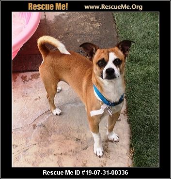 - Arizona Small Dog Rescue - Phoenix, AZ - AVAILABLE PETS