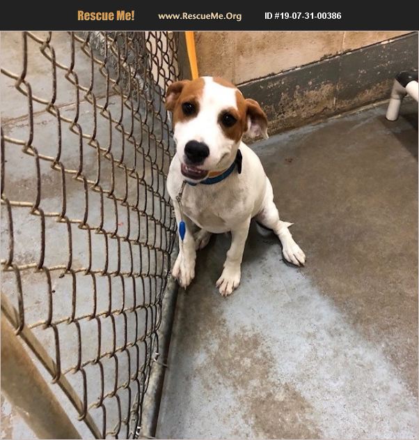 ADOPT 19073100386 ~ Pointer Rescue ~ Paterson, NJ