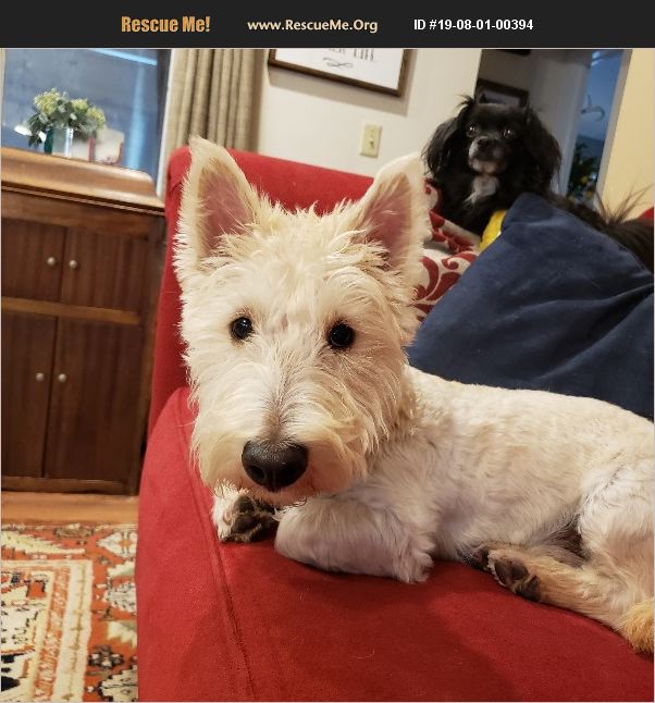 ADOPT 19080100394 ~ Scottish Terrier Rescue ~ Minot, ND