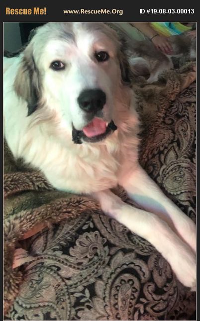 ADOPT 19080300013 ~ Great Pyrenees Rescue ~ Colorado Springs, CO