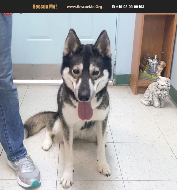 ADOPT 19080300103 ~ Siberian Husky Rescue ~ Stirling, NJ