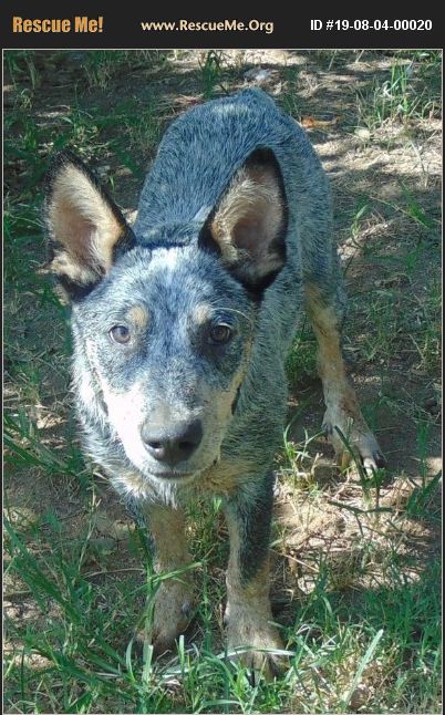 ADOPT 19080400020 ~ Australian Cattle Dog Rescue ~ Seattle, WA
