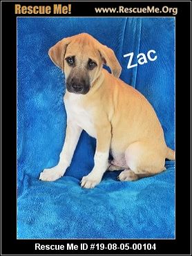 - Delaware Dog Rescue - ADOPTIONS - Rescue Me!