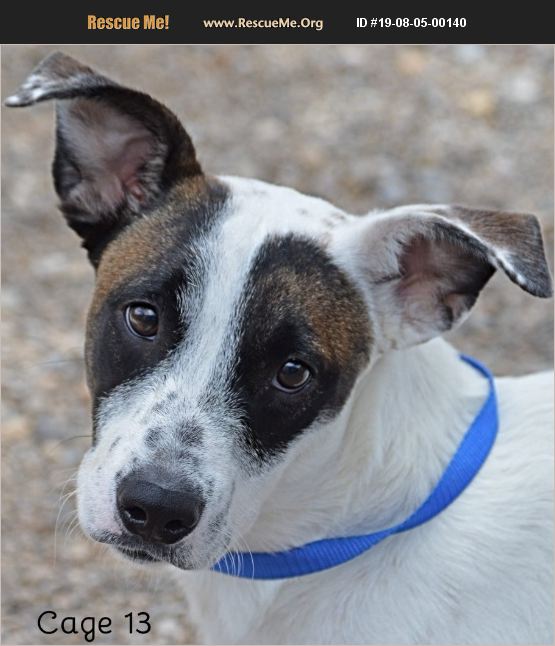 ADOPT 19080500140 ~ Corgi Rescue ~ Boulder, CO