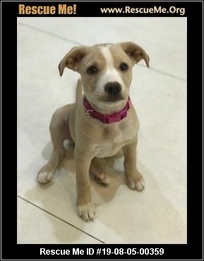 - New Jersey Dog Rescue - ADOPTIONS - Rescue Me!