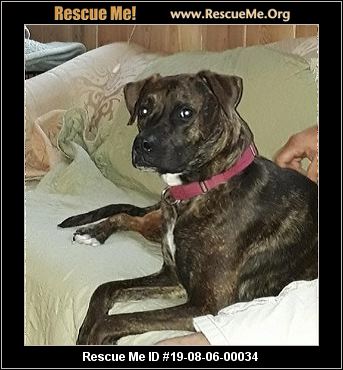 - Florida Boxer Rescue - ADOPTIONS - Rescue Me!