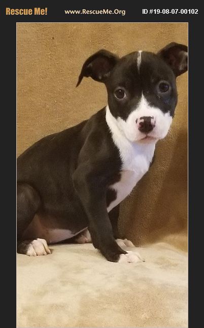 ADOPT 19080700102 ~ Pit Bull Rescue ~ Newark, DE