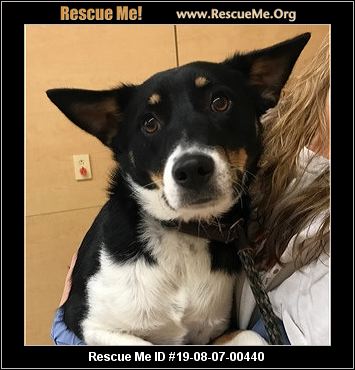 - New Jersey Dog Rescue - ADOPTIONS - Rescue Me!