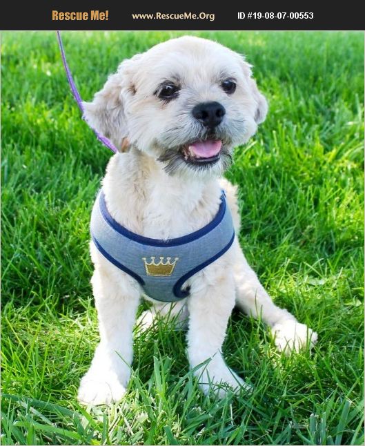 ADOPT 19080700553 ~ Lhasa Apso Rescue ~ Albuquerque, NM