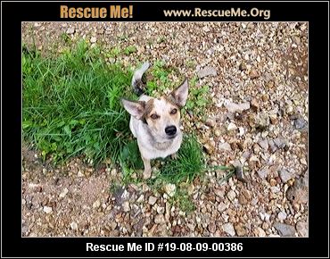 - Arkansas Dog Rescue - ADOPTIONS - Rescue Me!