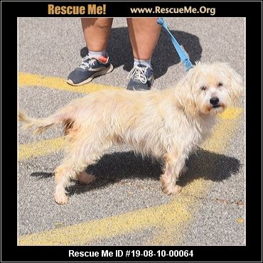 - Illinois Maltese Rescue - ADOPTIONS - Rescue Me!
