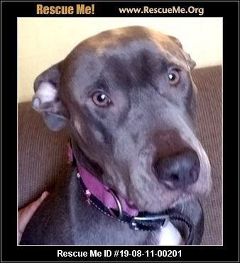 - Ohio Pit Bull Rescue - ADOPTIONS - Rescue Me!