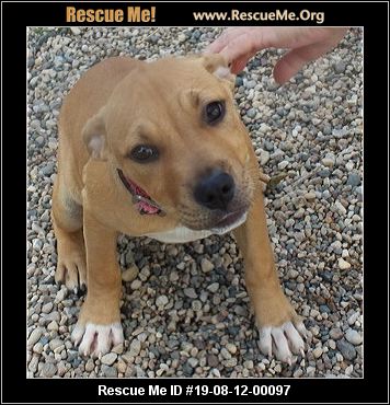 - Iowa Dog Rescue - ADOPTIONS - Rescue Me!