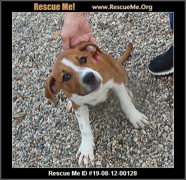- Iowa Dog Rescue - ADOPTIONS - Rescue Me!