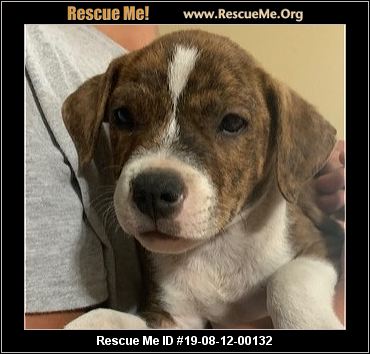 - Iowa Dog Rescue - ADOPTIONS - Rescue Me!