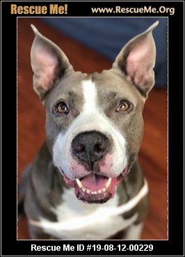 - California American Staffordshire Terrier Rescue - ADOPTIONS - Rescue Me!