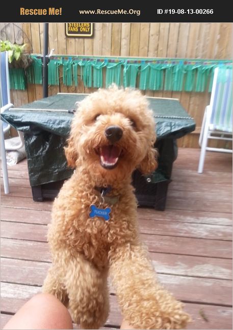 ADOPT 19081300266 ~ Cockapoo Rescue ~ Linwood, NJ