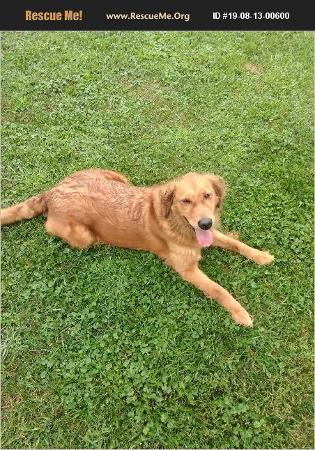 ADOPT 19081300600 ~ Golden Retriever Rescue ~ Denver, IN