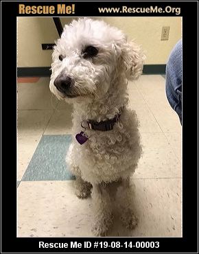 - California Poodle Rescue - ADOPTIONS - Rescue Me!